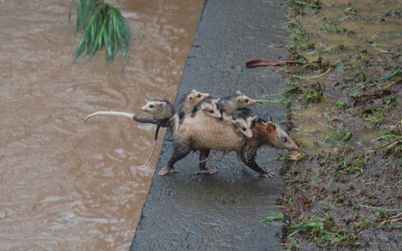 Un manicou sauve ses enfants – ANTILLA MARTINIQUE | Avec vous depuis 1981